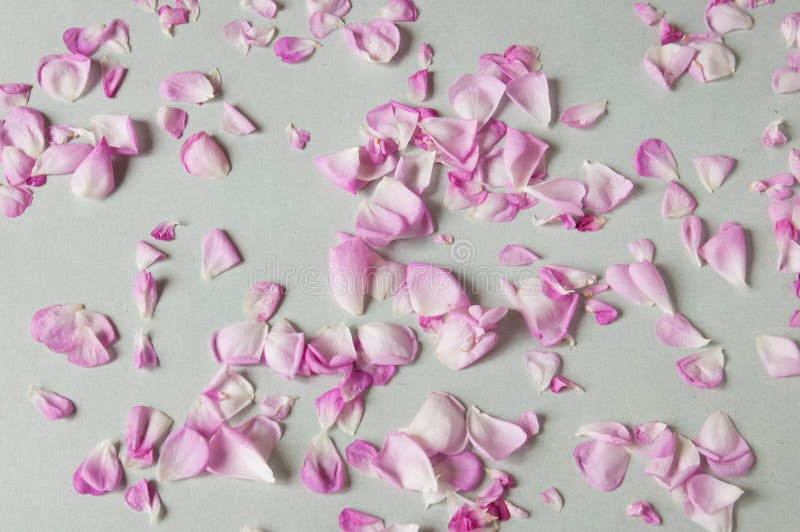 Many Beautiful Pink Rose Petals Background, Set Stock Photo - Image of ...