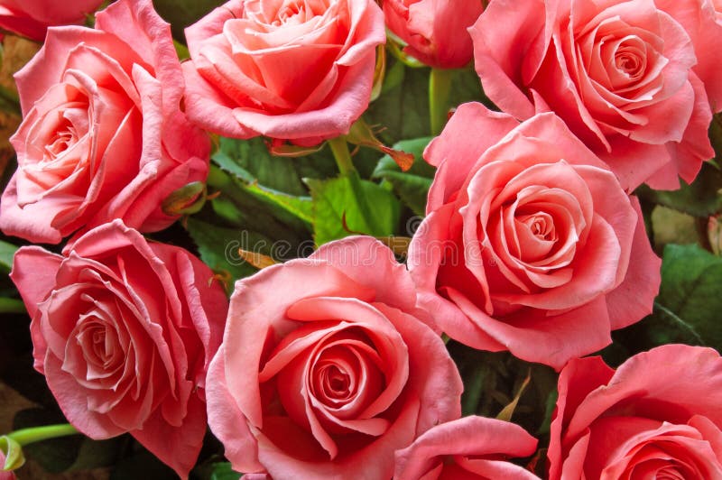 Many of Beautiful Pink Roses Bunch Background Stock Image - Image of ...