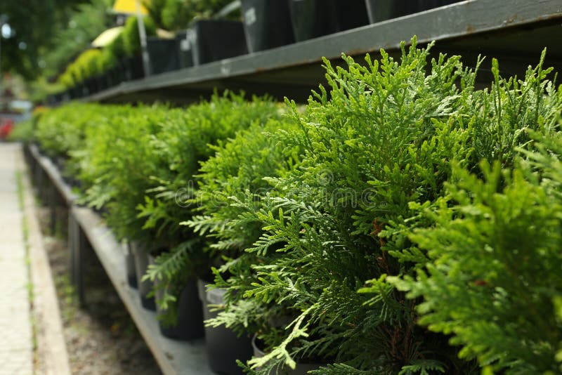 Many Beautiful Potted Evergreen Thuja Trees on Rack Outdoors Stock ...