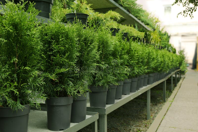 Many Beautiful Potted Evergreen Thuja Trees on Racks Outdoors Stock ...