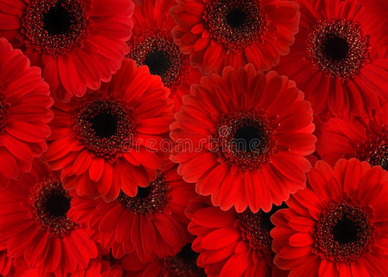 Many Beautiful Red Gerbera Flowers As Background Stock Photo - Image of ...