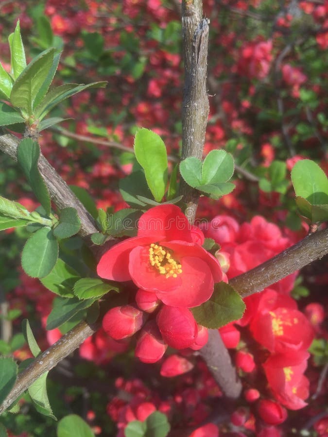 Many Beautiful Red Small Flowers in the Early Spring Stock Image ...