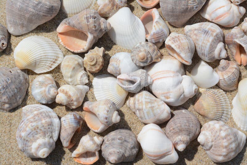 Many Beautiful Sea Shells on Sand, Closeup Stock Image - Image of sand ...