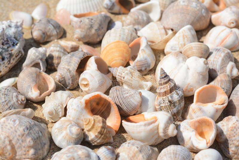 Many Beautiful Sea Shells on Sand, Closeup Stock Image - Image of ...