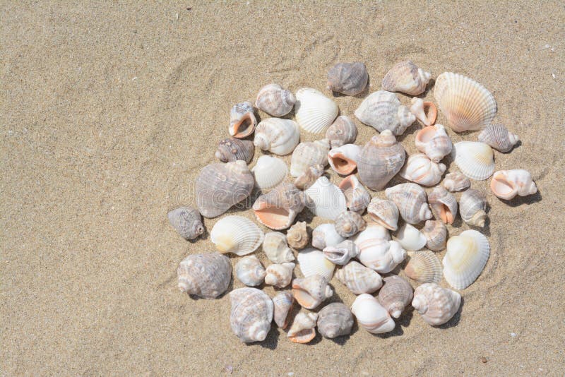 Many Beautiful Sea Shells on Beach, Above View. Space for Text Stock ...