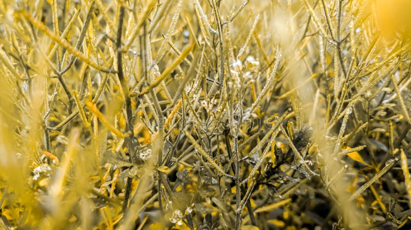 Many Beautiful Many Small Trees Stock Photo - Image of alphabet ...