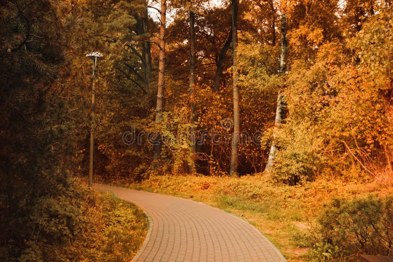 Many Beautiful Trees and Pathway in Park Stock Photo - Image of city ...