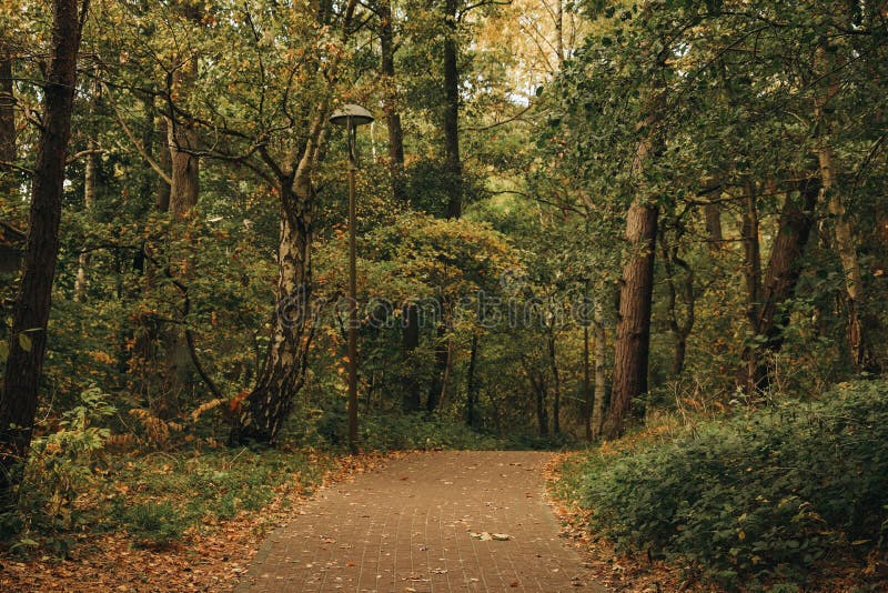 Many Beautiful Trees and Pathway in Park Stock Image - Image of green ...