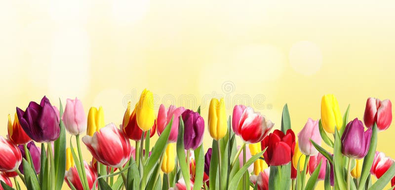 Many Beautiful Tulips on Background. Banner Design Stock Image - Image ...