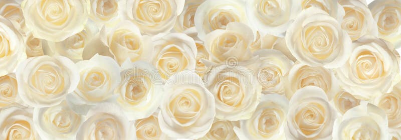 Many Beautiful White Roses As Background, Top View. Banner Design Stock ...