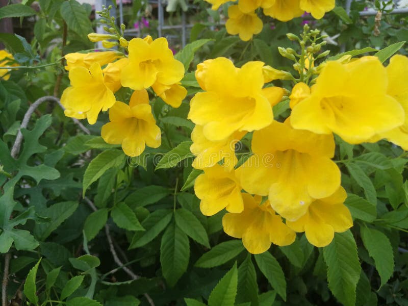 Many Beautiful Yellow Gold Flowers Stock Photo - Image of flowers ...