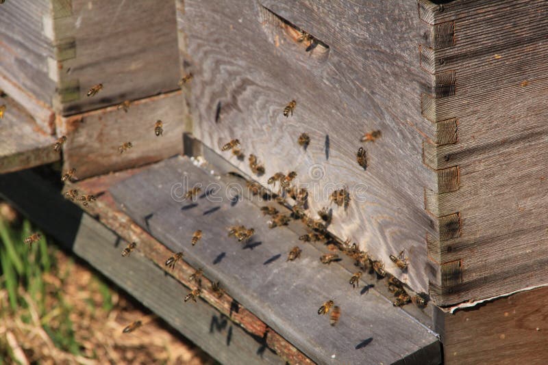 Hive with bees in spring. stock image. Image of busy - 112953505