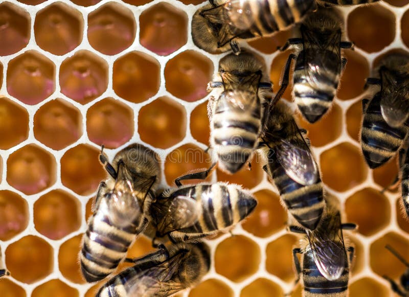 Many Bees in the Hive Close Up Stock Image - Image of farm, macro ...