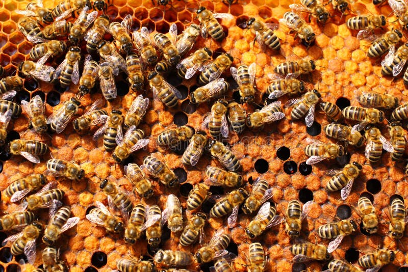 Many Bees in the Hive Close Up Stock Image - Image of farm, macro ...