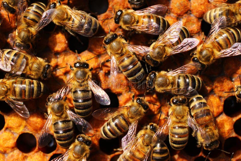 Many Bees in the Hive Close Up Stock Image - Image of farm, macro ...