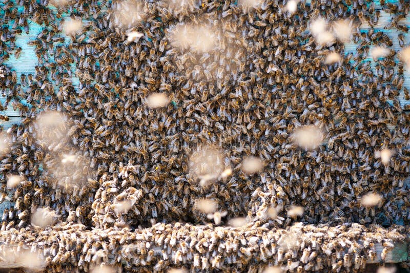 Many bees on beehive stock photo. Image of bees, group - 32772498