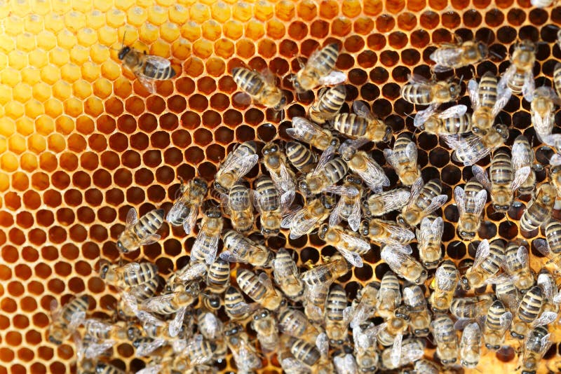 Many bees on beeswax stock photo. Image of shape, nature - 49229644