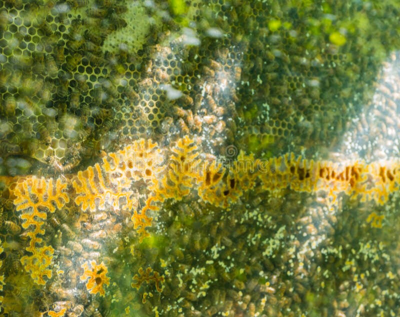 Bees behind work stock photo. Image of feet, life, head - 10777976