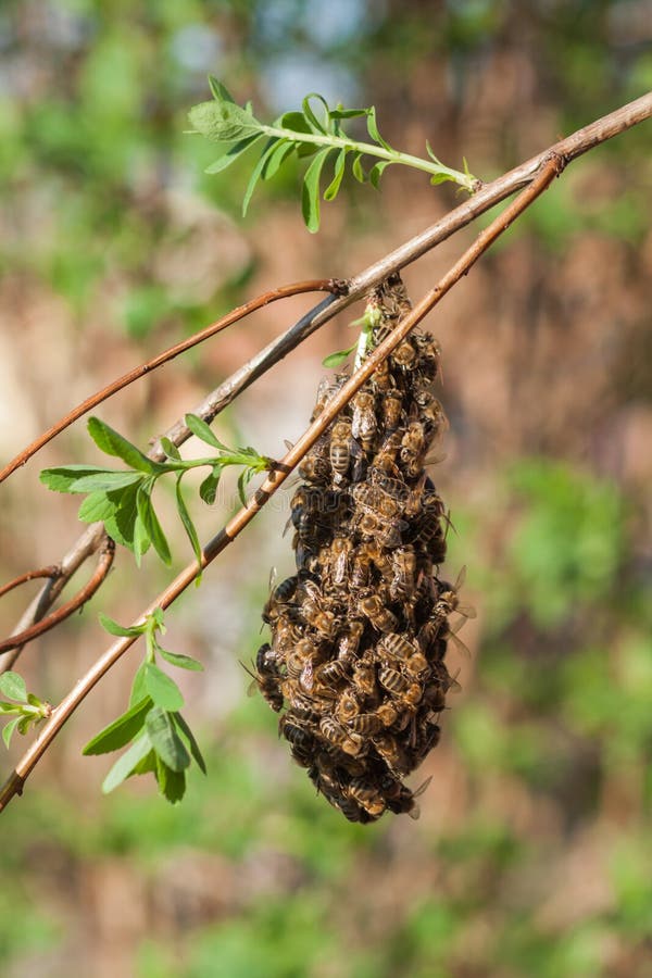 Many bees on tree stock photo. Image of nature, bees - 43644306