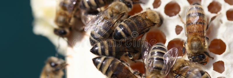 Many Bees on Combs Closeup. Breeding Bees at Home Stock Photo - Image ...