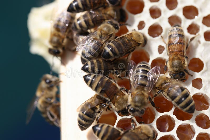 Many Bees in the Hive Close Up Stock Image - Image of farm, macro ...