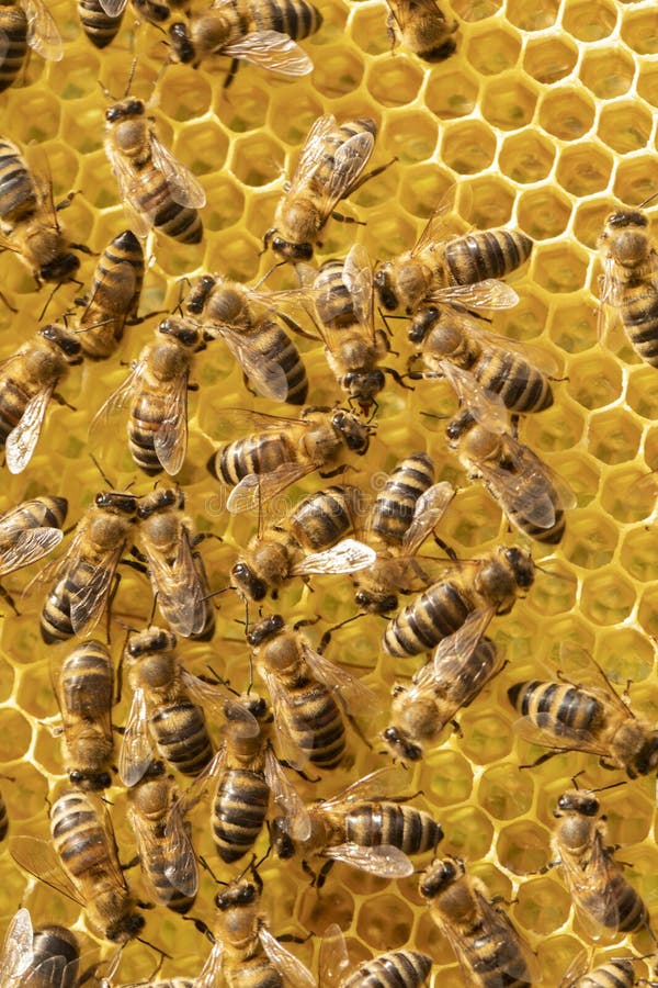 282 Move Honey Bees Stock Photos - Free & Royalty-Free Stock Photos ...