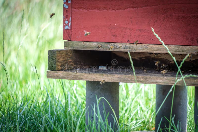 Many Bees Fly in and Out of a Hive Stock Image - Image of hymenoptera ...