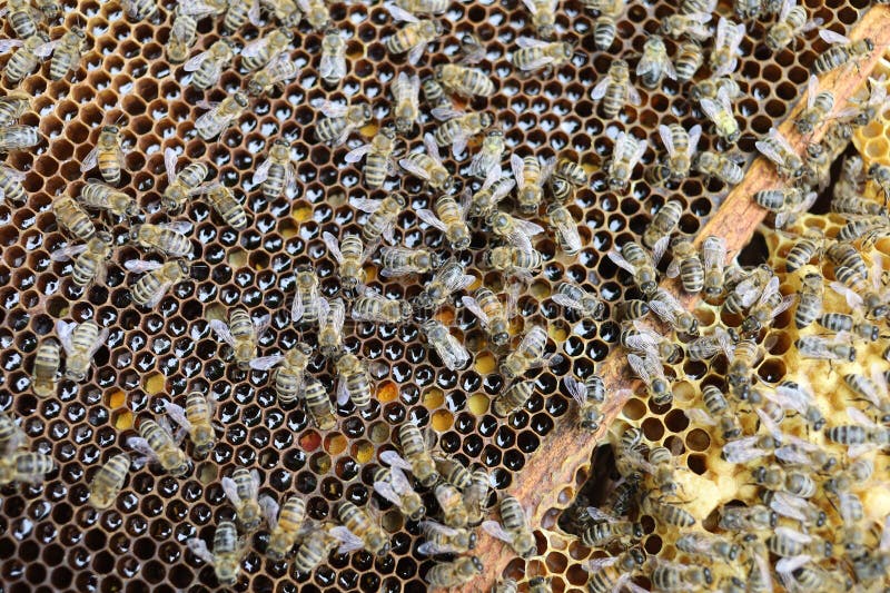 Many Bees on a Frame in an Apiary Stock Image - Image of nature ...