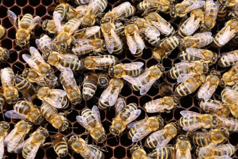 Many Bees in the Hive Close Up Stock Image - Image of farm, macro ...