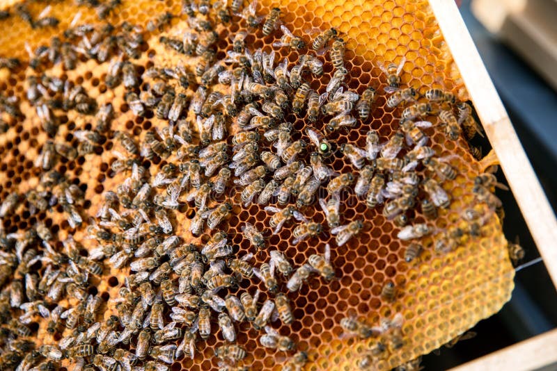 Many bees on honeycomg stock image. Image of colony - 247765575
