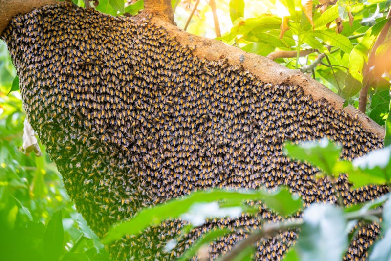 Many Bees in the Hive Close Up Stock Image - Image of farm, macro ...