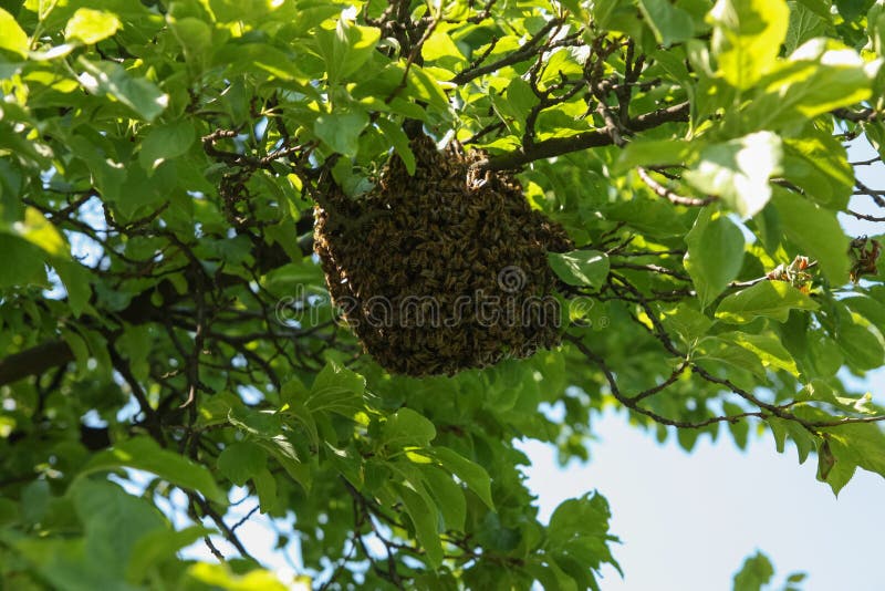Many bees on tree stock photo. Image of nature, bees - 43644306