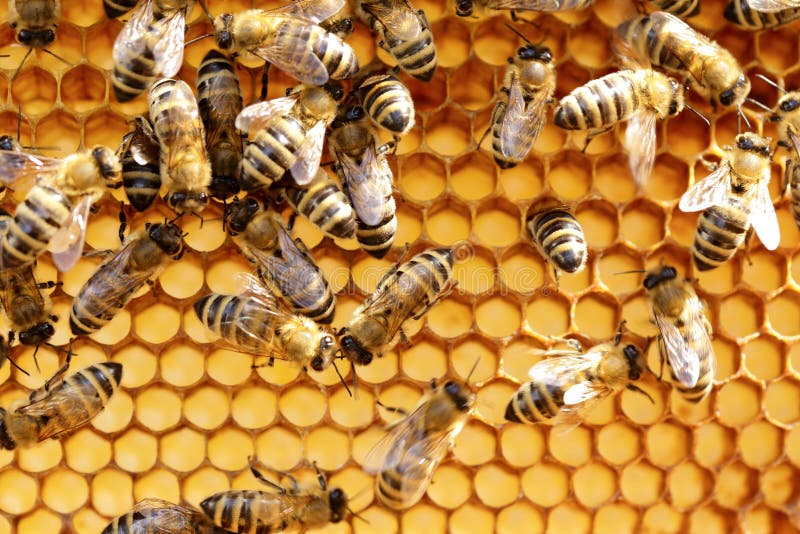 Many bees are working stock photo. Image of colony, field - 72609738