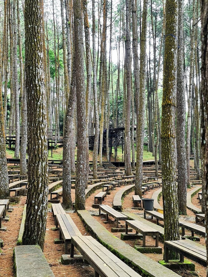 Many Benches are Provided Under the Pine Trees in the Pine Forest Stock ...