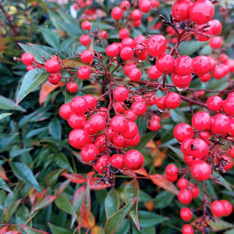 Many Berries Nandina Domestica Stock Photos - Free & Royalty-Free Stock ...
