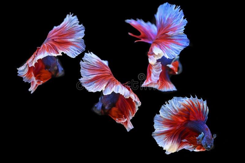 Many Betta Fish in Thailand Stock Photo - Image of texture, luxury ...
