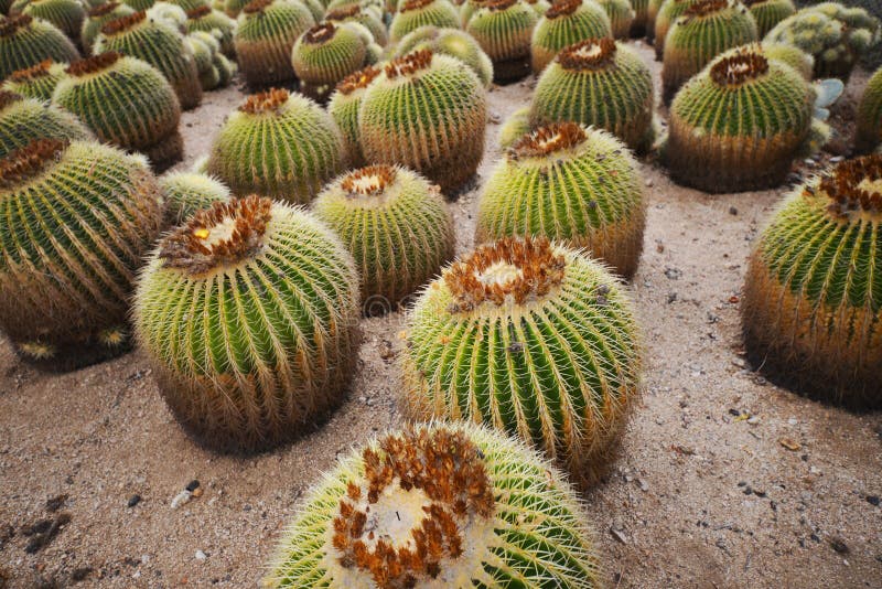 Many big cacti stock photo. Image of graphic, nature - 60009830