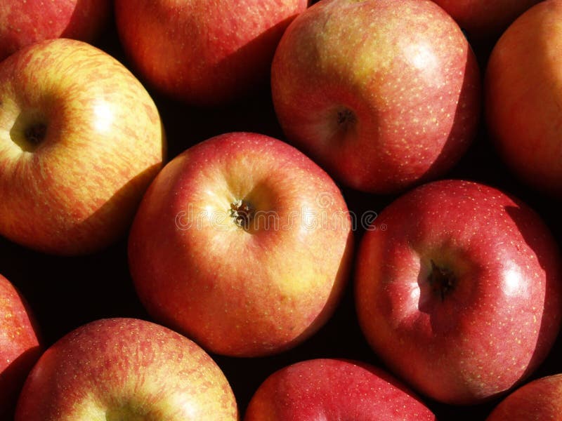 Big juicy ruby Apples stock image. Image of apples, heap - 112956681