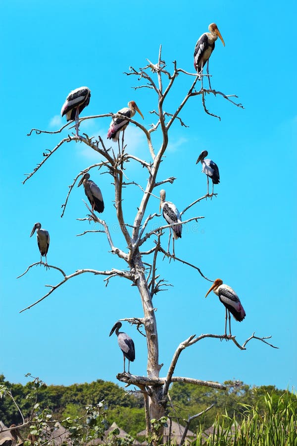 Many big pelican on tree stock image. Image of beautiful - 41216443