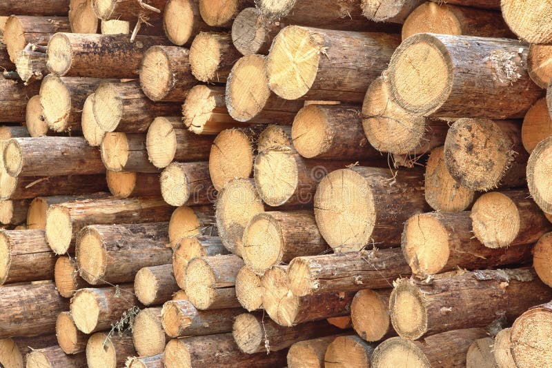 Many Big Pine Wood Logs in Large Woodpile Background Texture Stock ...