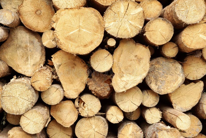 Many Big Pine Wood Logs in Large Woodpile Background Texture Stock ...