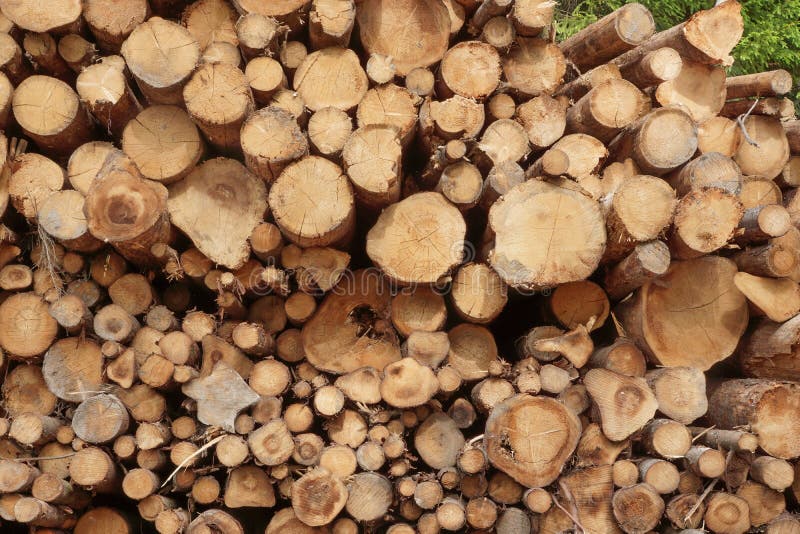 Many Big Pine Wood Logs in Large Woodpile Background Texture Stock ...