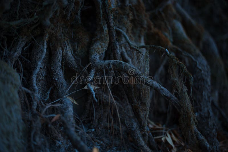 Many big scary roots stock photo. Image of beautiful - 163479008
