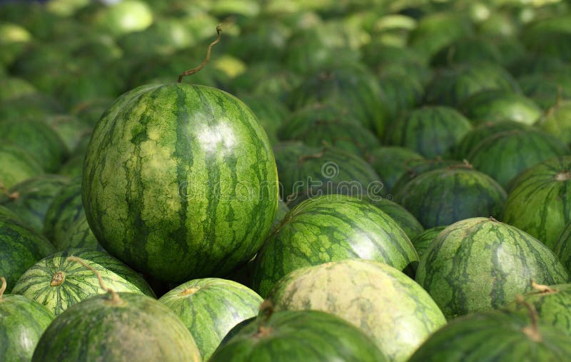 Many Big Sweet Green Watermelons Stock Photo - Image of refreshment ...
