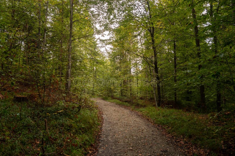 Many Big Trees in the Forest, Right in the Middle is a Path Stock Photo ...