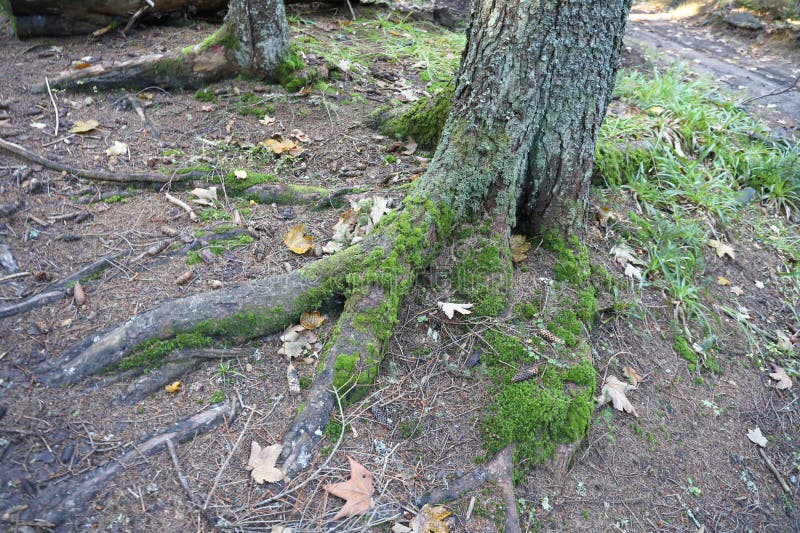 Many Big and Visible Roots of Old Tree in Mountain Area Forest Stock ...