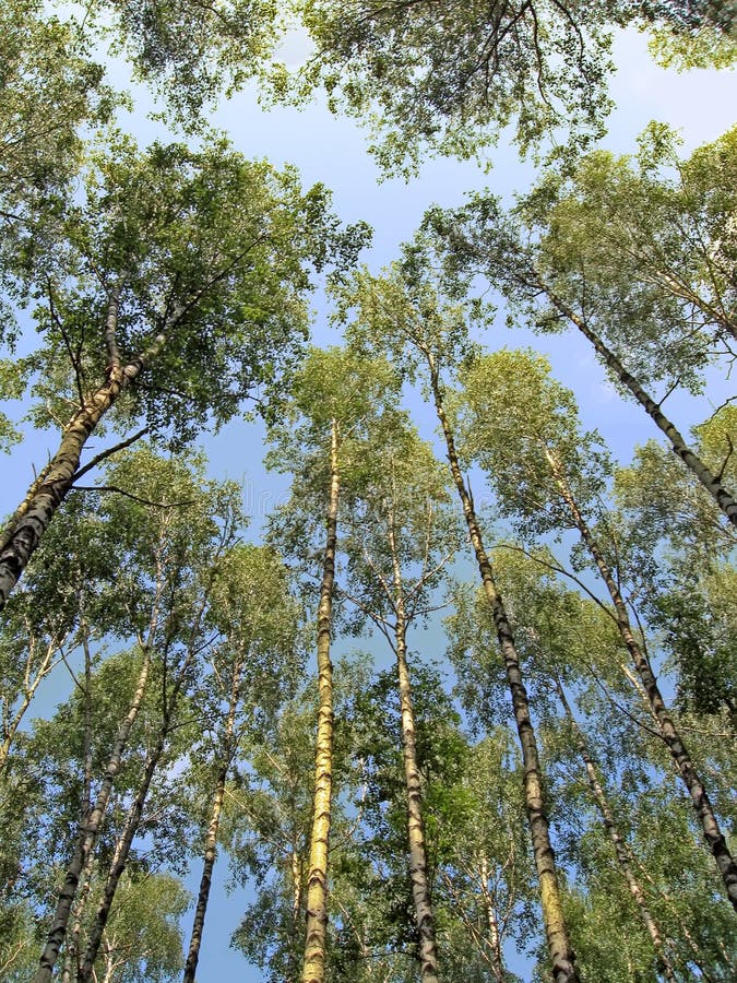 Many Birch Trees and Blue Sky in the Forest Stock Photo - Image of ...