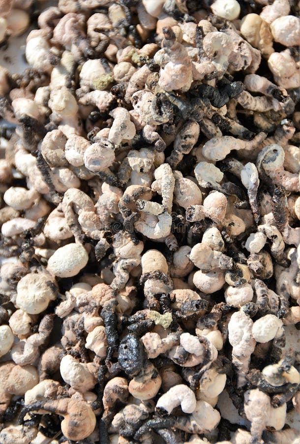 Many bird poo stock photo. Image of pattern, mess, dirt - 186560802