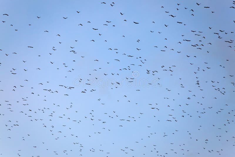 Many birds stock image. Image of bright, group, blue - 29545007