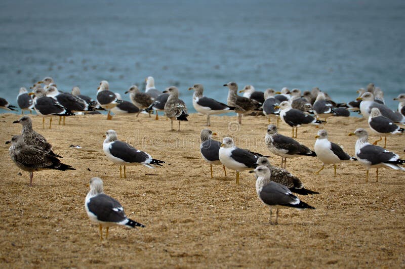 Many Birds in the Beach stock image. Image of natural - 43058001